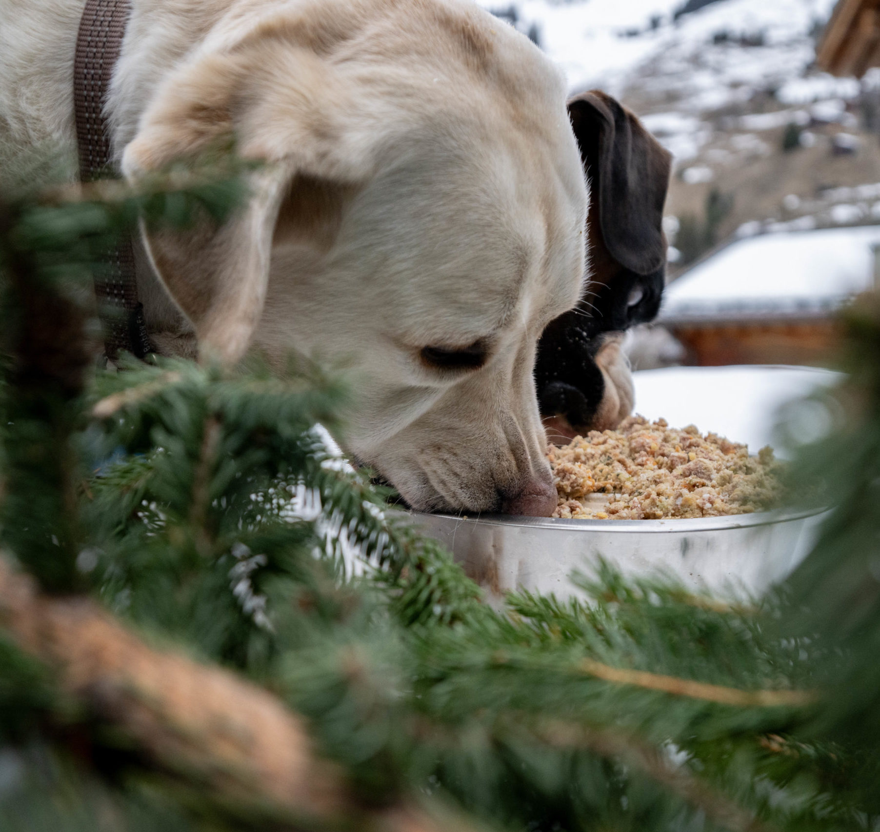 FOODIDOO – SIG Impact